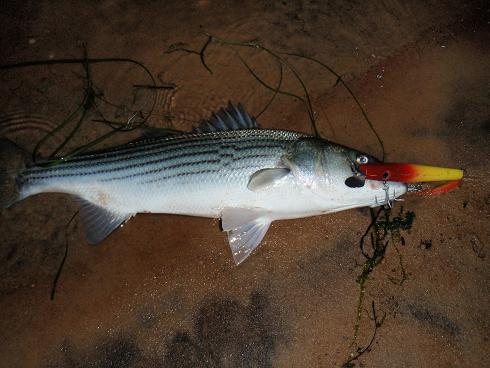 2 Oz Sandeel Swimmer lure making kits from Salty's Custom Plugs